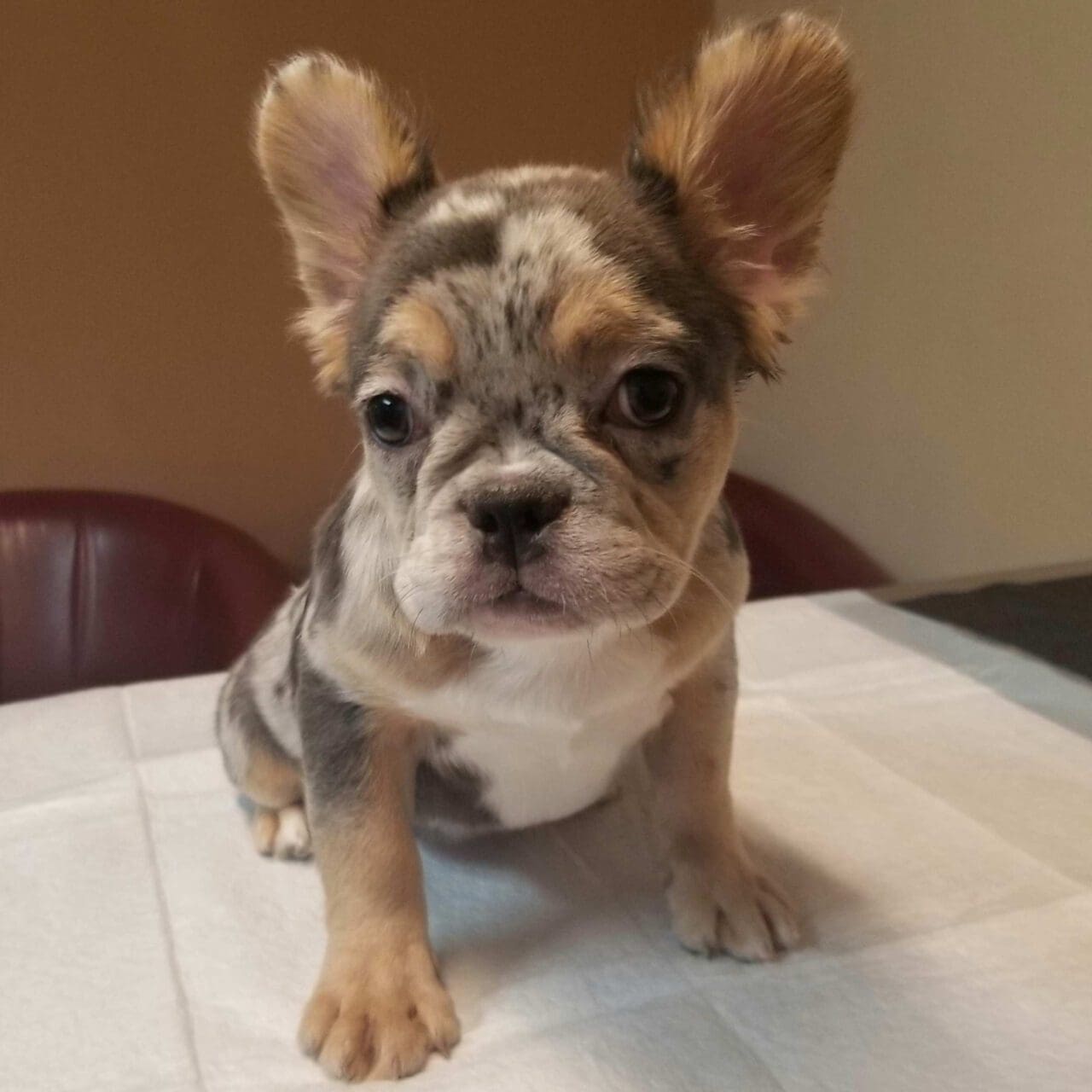 Colorado Frenchies | @colorado.frenchies